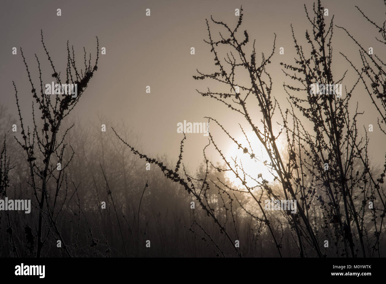 Hazy morning sunlight hi-res stock photography and images - Alamy