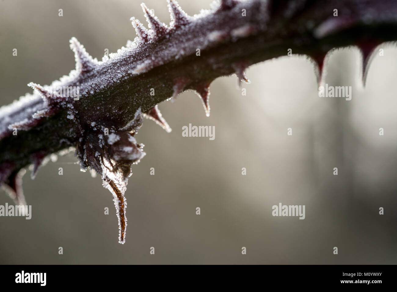 Hawthorns hi-res stock photography and images - Alamy