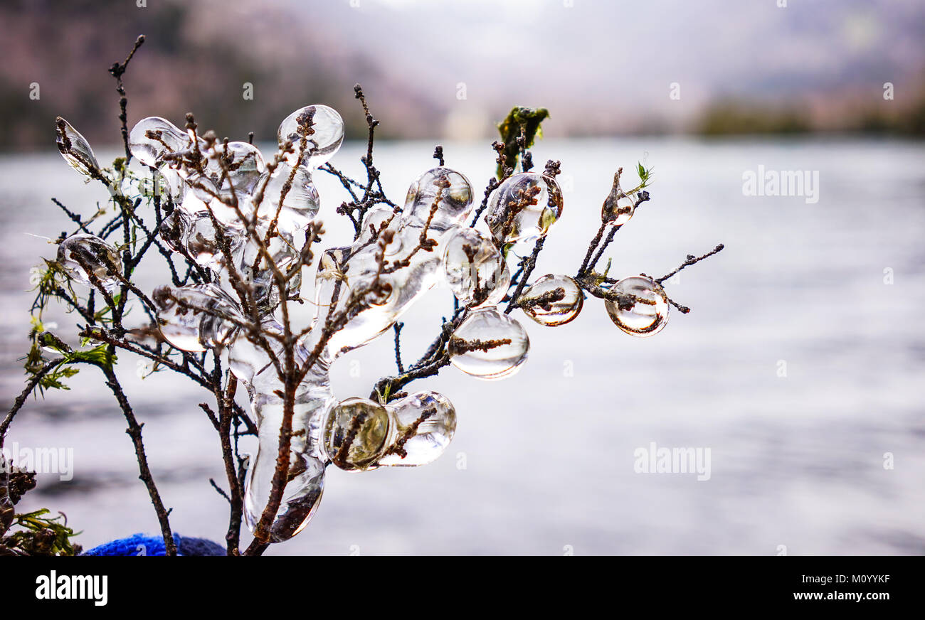 Frozen trees at winter with river background in Gifu, Japan Stock Photo ...