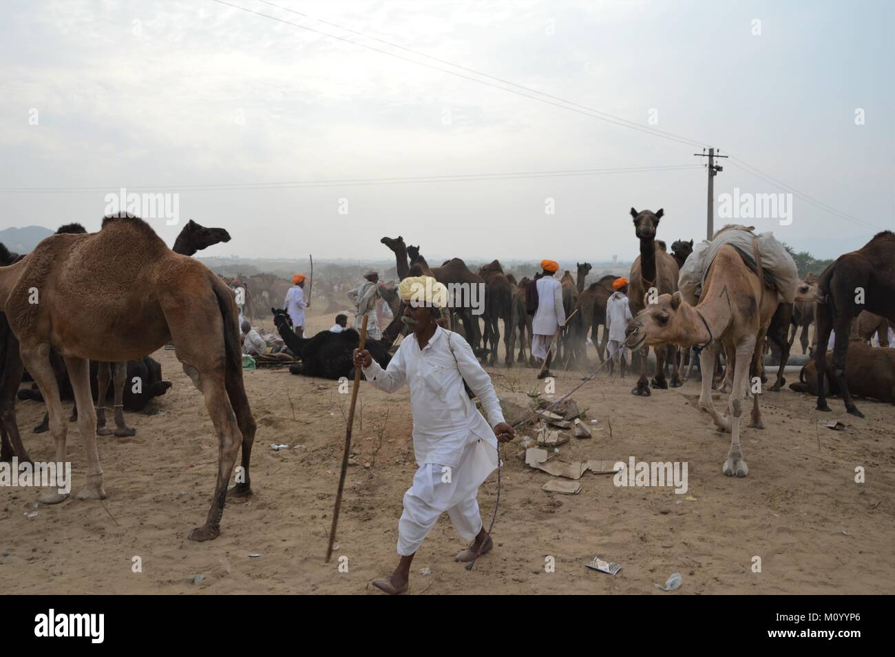 Pushkar Camel Fair Stock Photo - Alamy