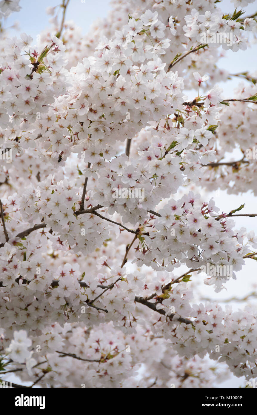 Yoshino-Kirsche, Tokyo-Kirsche, Prunus x yedoensis Stock Photo - Alamy