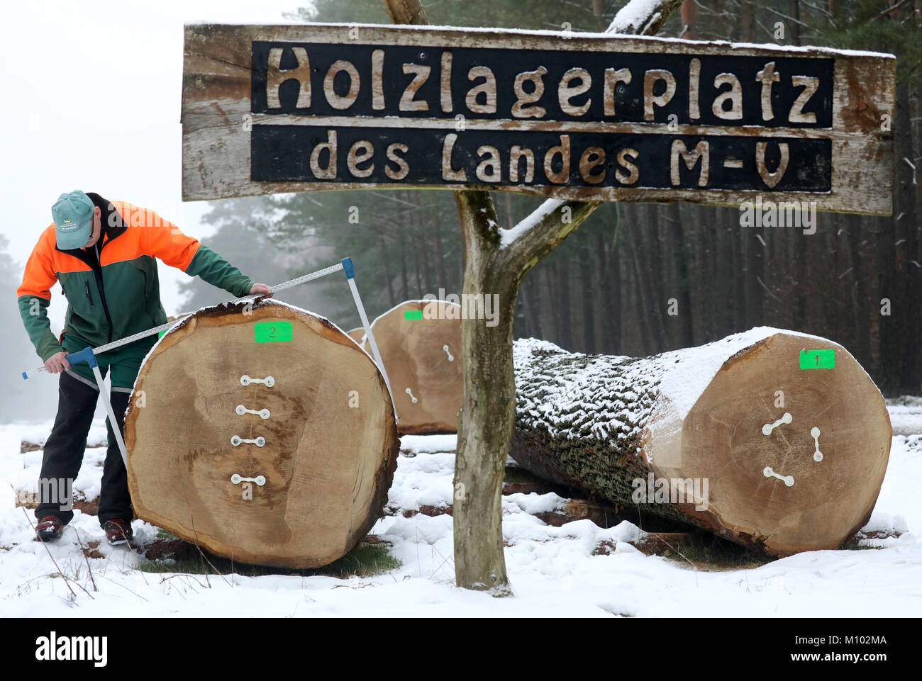 Head forester Matthias Siemoneit measuring a log's diameter in the ...