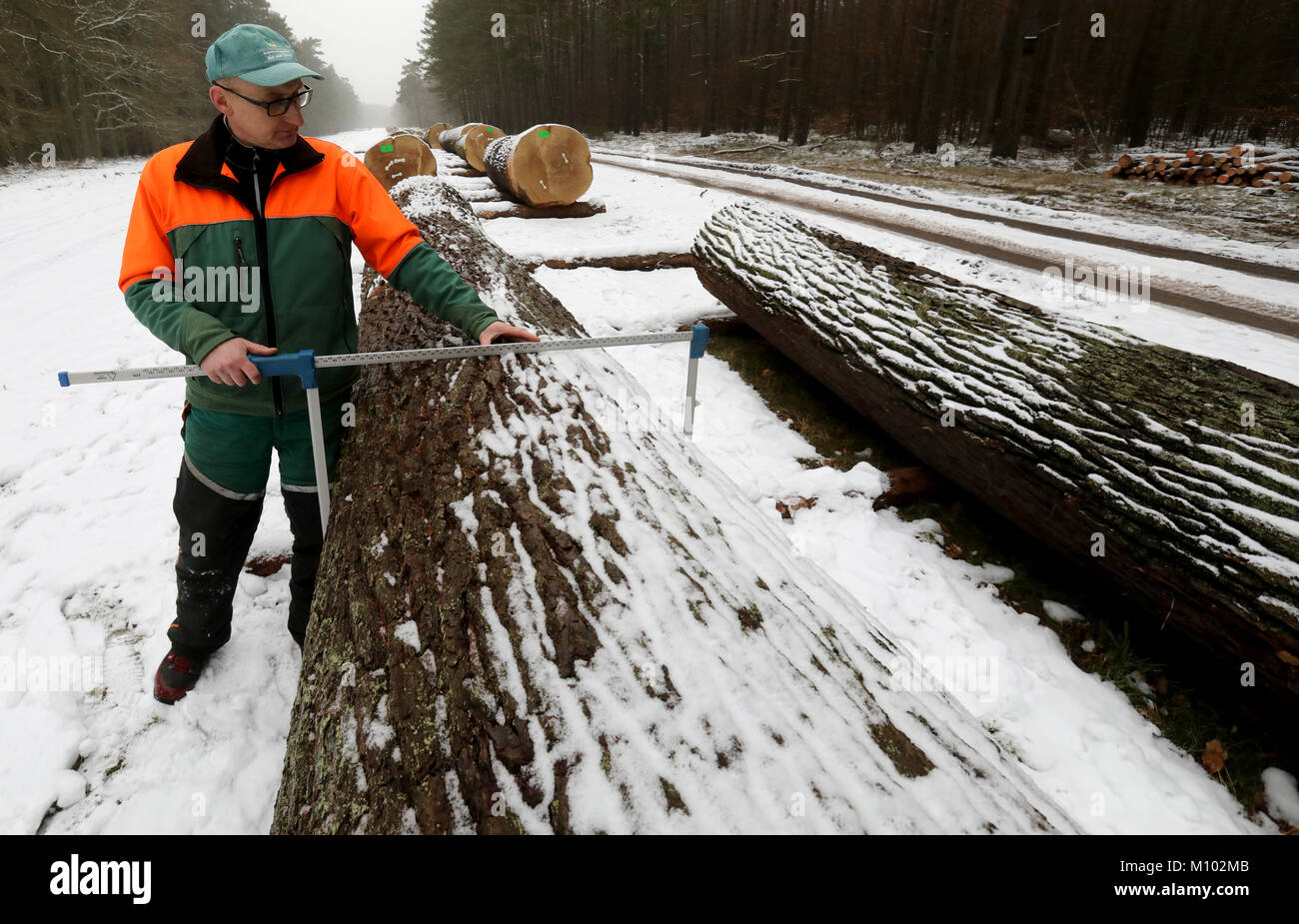 Head forester Matthias Siemoneit measuring a log's diameter in the ...