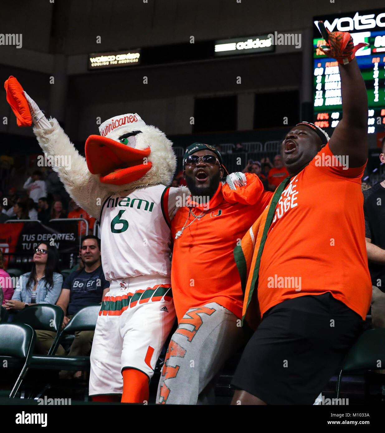 Coral Gables, Florida, USA. 24th Jan, 2018. Sebastian The Ibis, the ...
