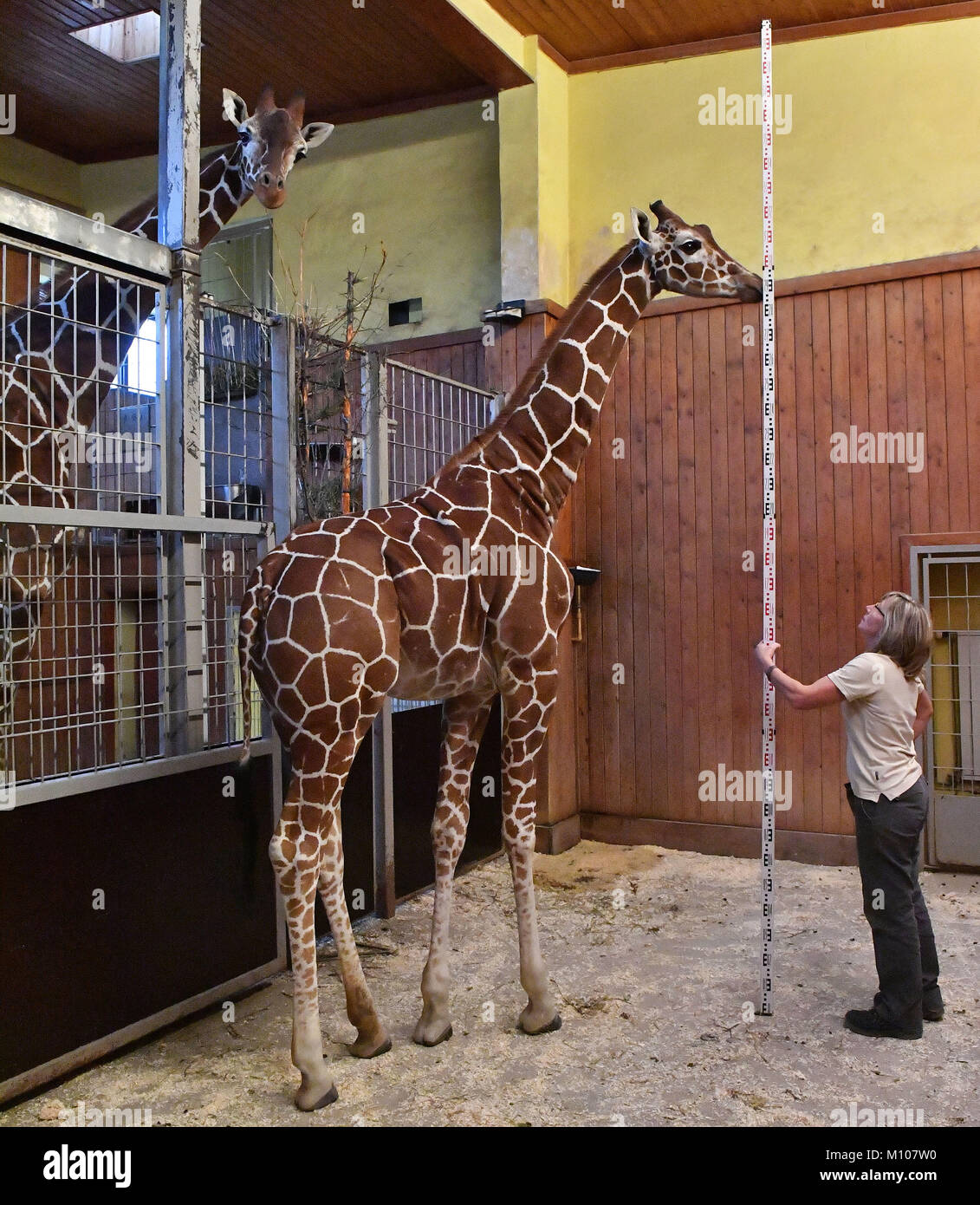 Giraffe zookeeper hi-res stock photography and images - Alamy