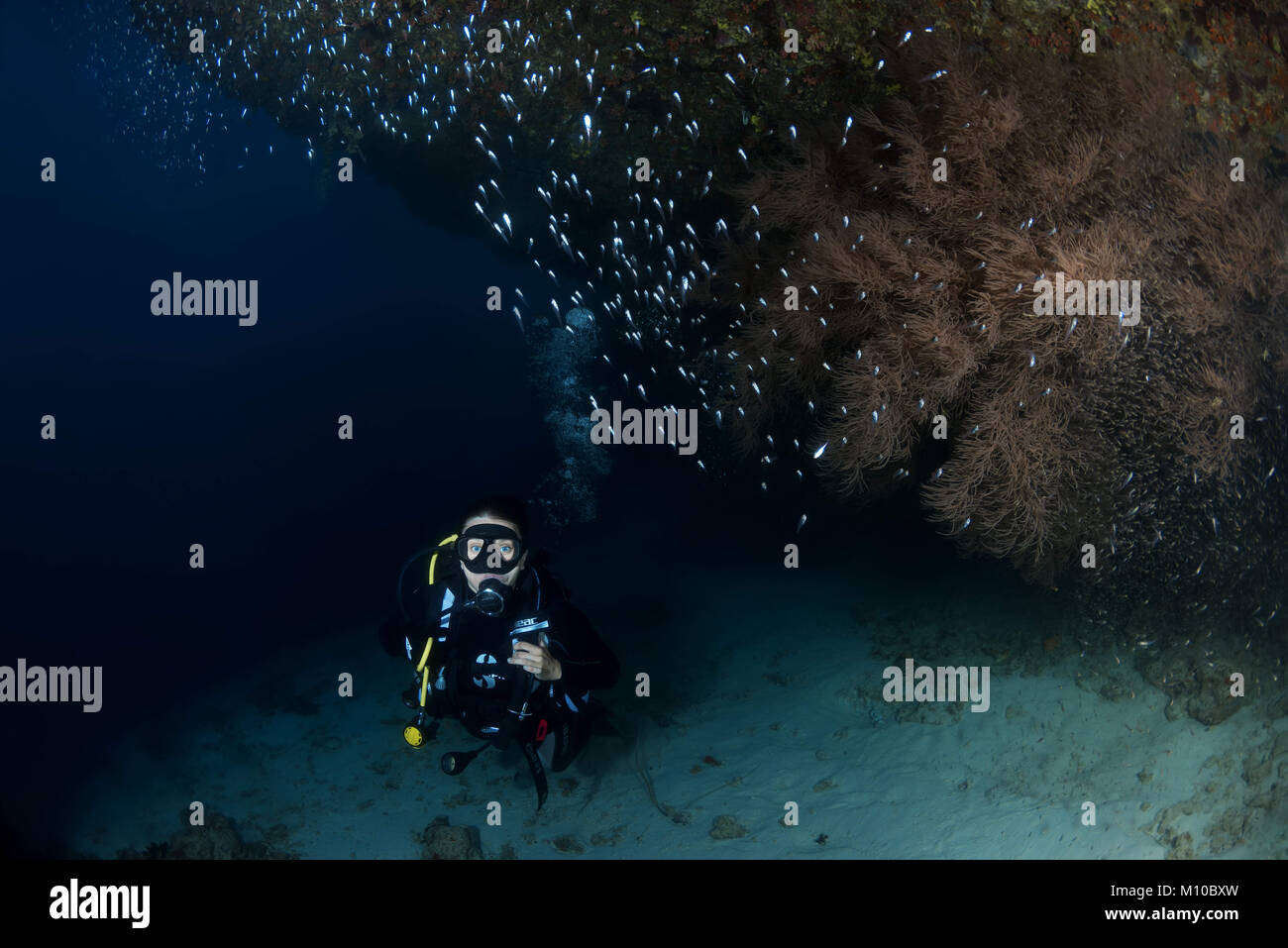 Indian Ocean, Maldives. 28th Aug, 2017. Female scuba diver swim near ...