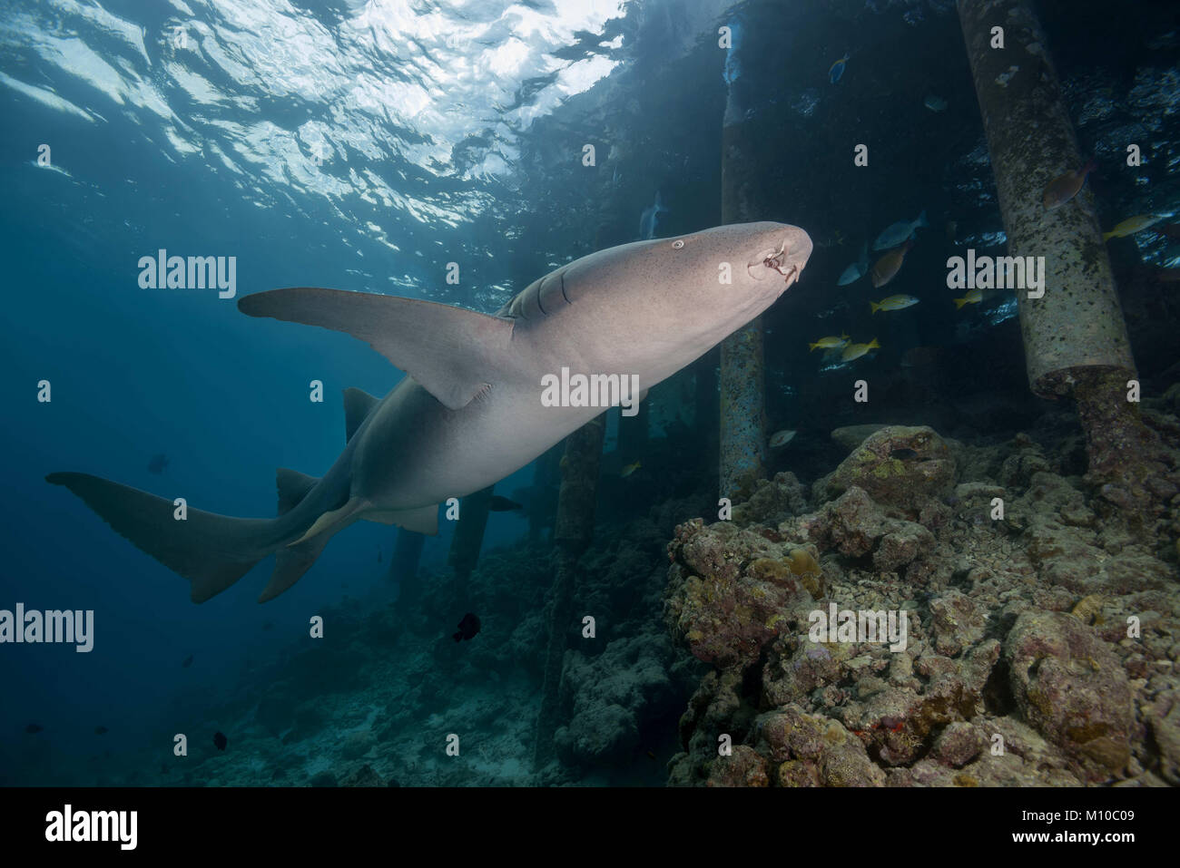 Fish spitting water hi-res stock photography and images - Alamy