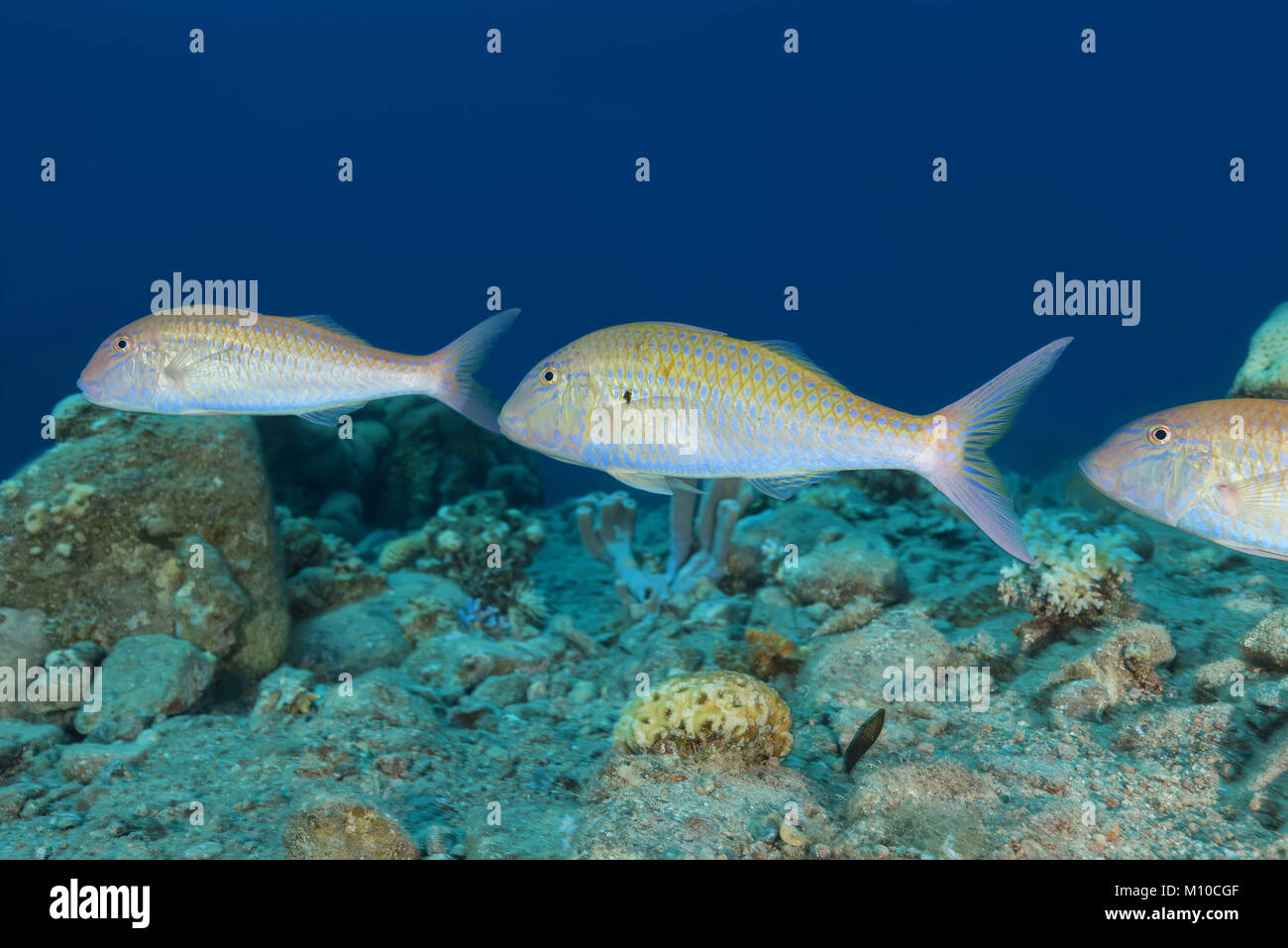 Spotted goatfish hi-res stock photography and images - Alamy