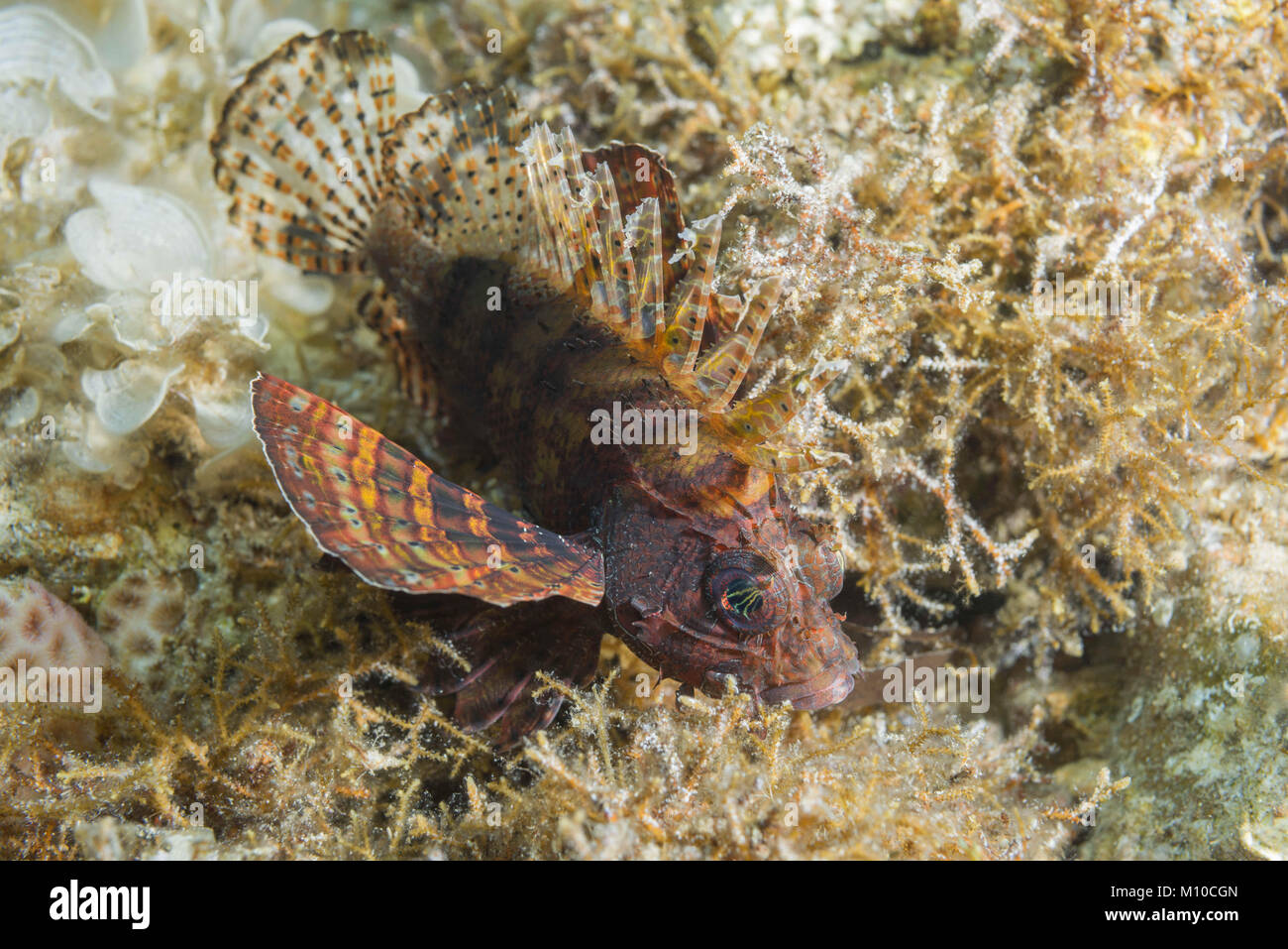 Red Sea, Dahab, Egypt. 8th Nov, 2017. poisonous fish Zebra Lionfish ...