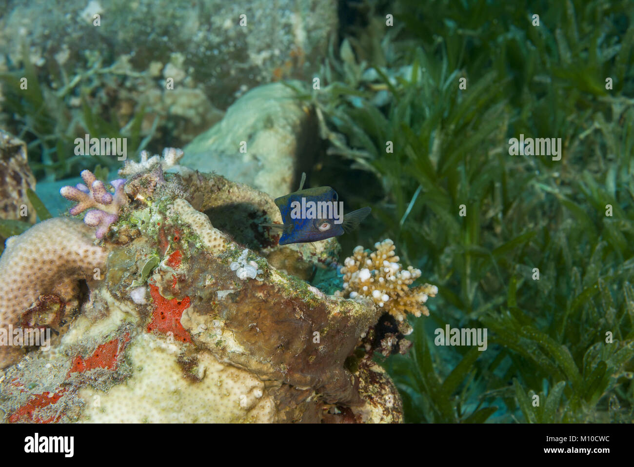 Red Sea, Dahab, Egypt. 14th Nov, 2017. Baby Bluetail Trunkfish ...