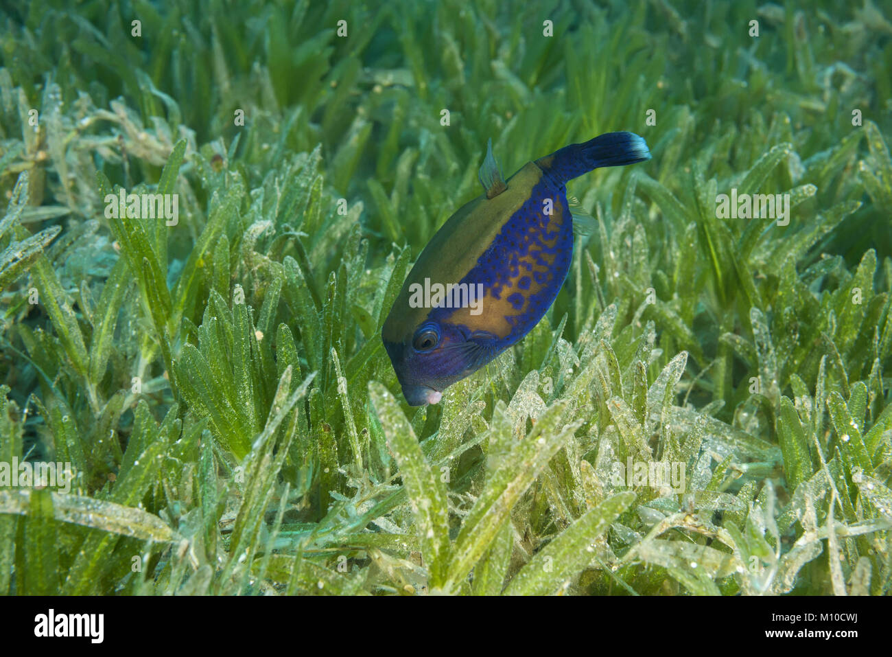 Red Sea, Dahab, Egypt. 14th Nov, 2017. Baby Bluetail Trunkfish ...