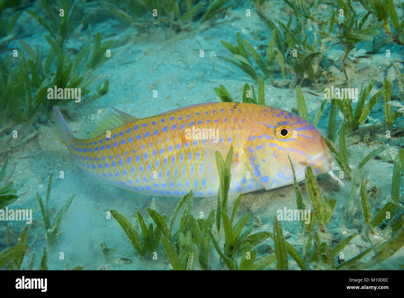 Mullet plant hi-res stock photography and images - Alamy