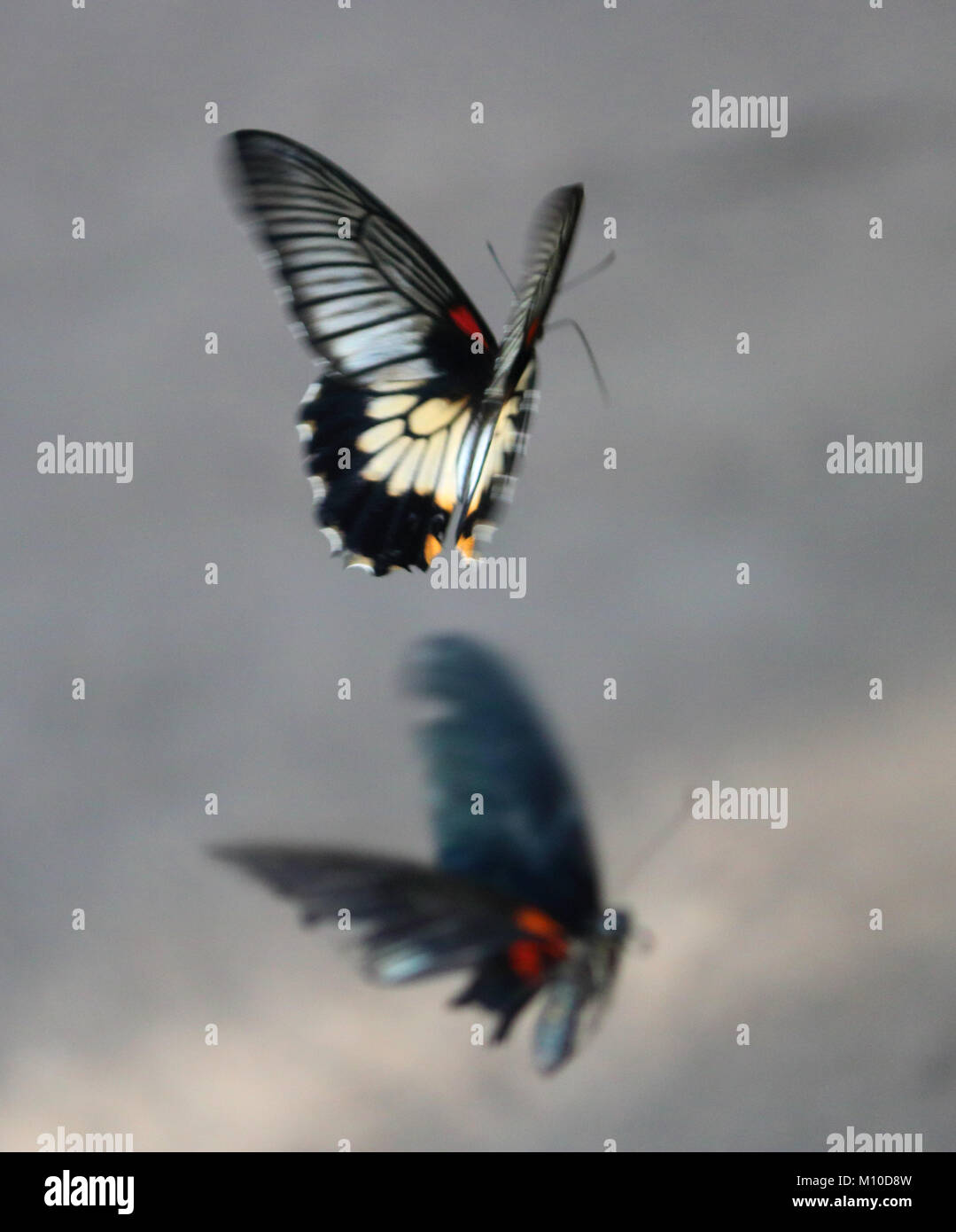 Tropical butterfles hi-res stock photography and images - Alamy