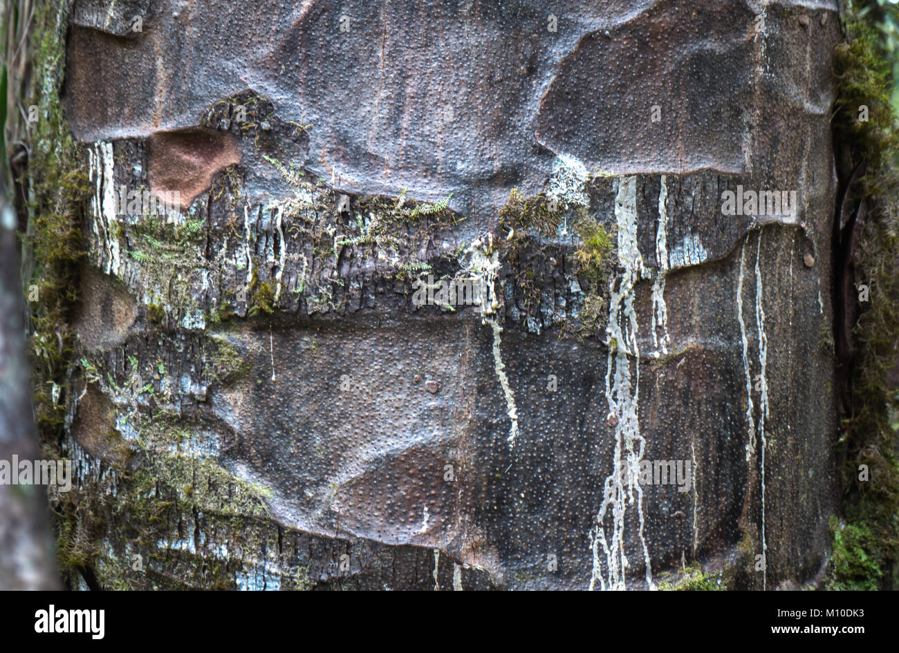 Close up texture of Kauri Tree, Waipuoa Forest, New Zealand Stock Photo ...