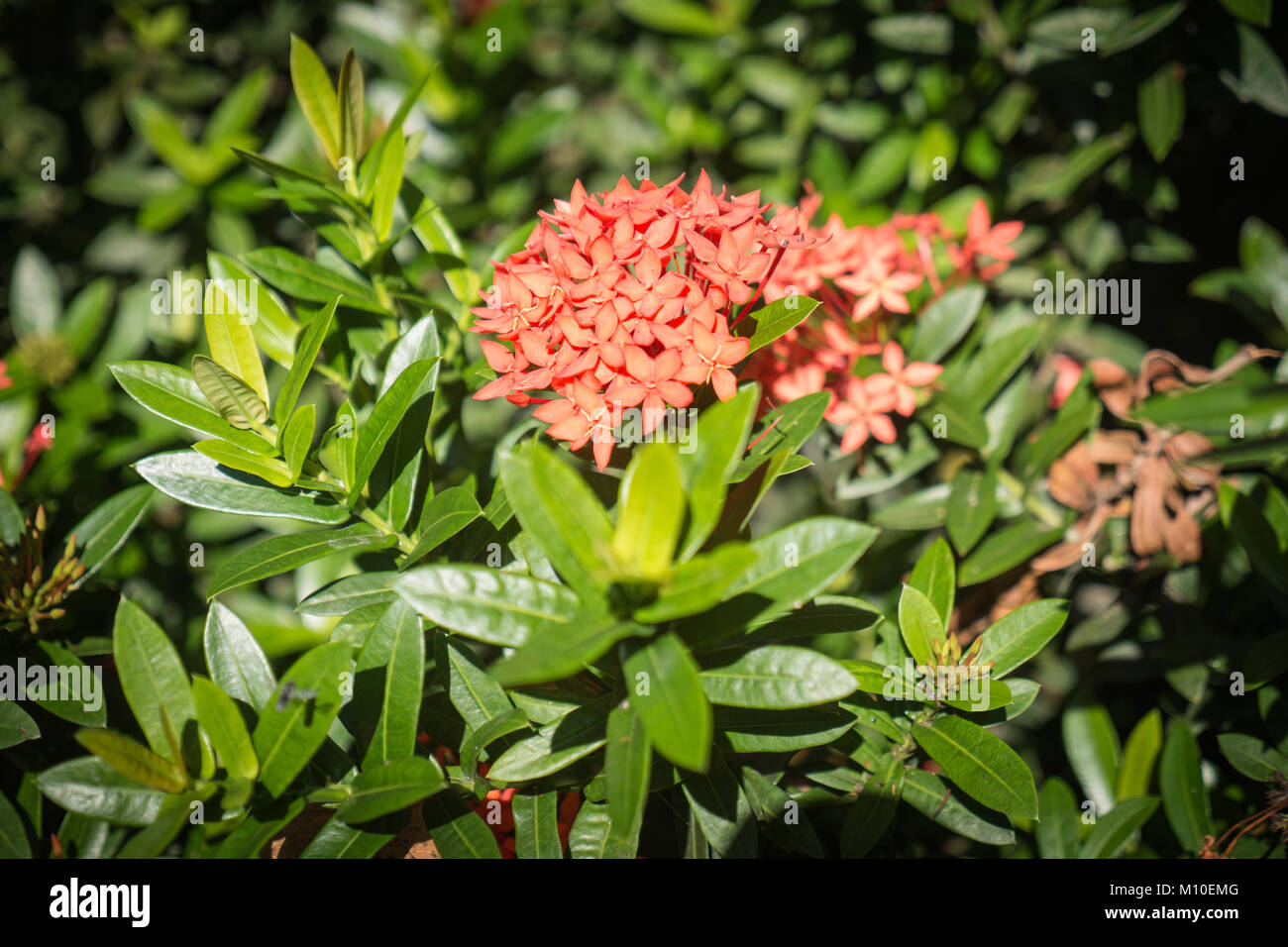 Orange agave flower hi-res stock photography and images - Alamy
