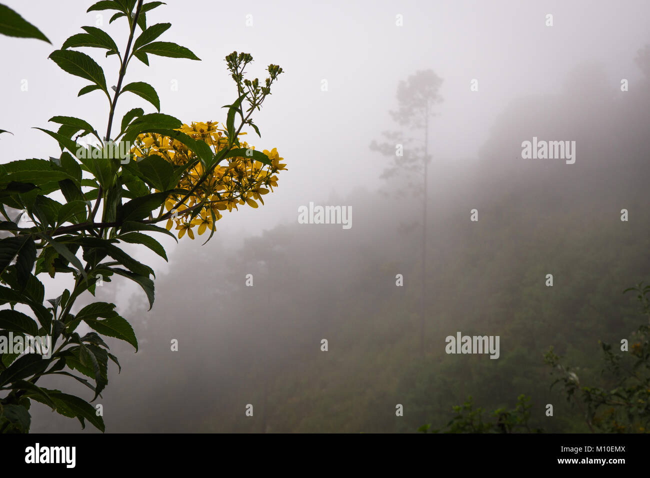 San Jose scenery, Oaxaca Stock Photo - Alamy
