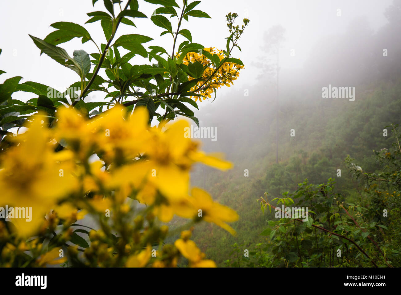 San Jose scenery, Oaxaca Stock Photo - Alamy