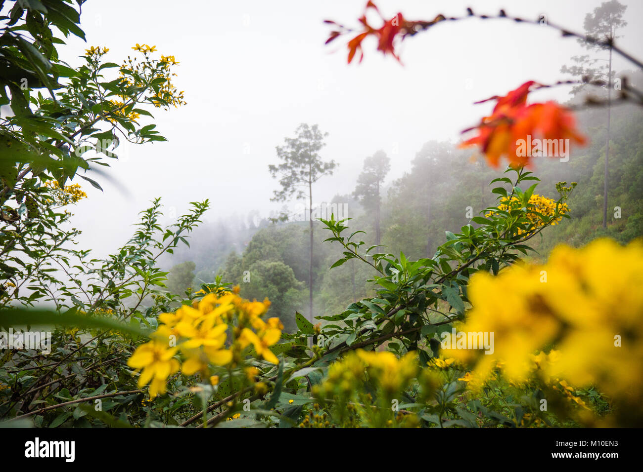 San Jose scenery, Oaxaca Stock Photo - Alamy