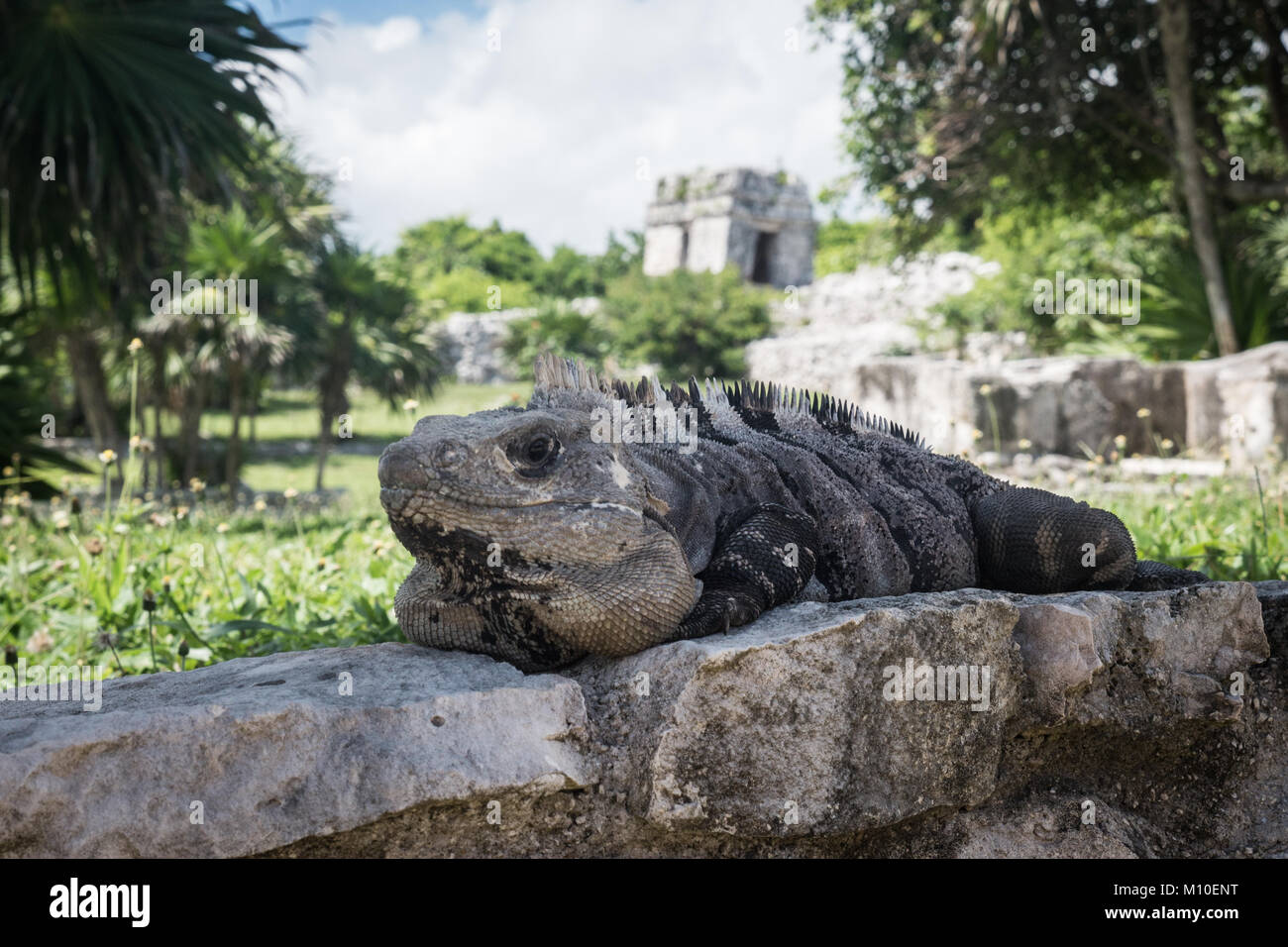 Iguana at Tulum Ruins, Mexico Stock Photo - Alamy