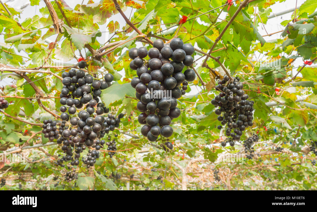 Black Grapes Tree