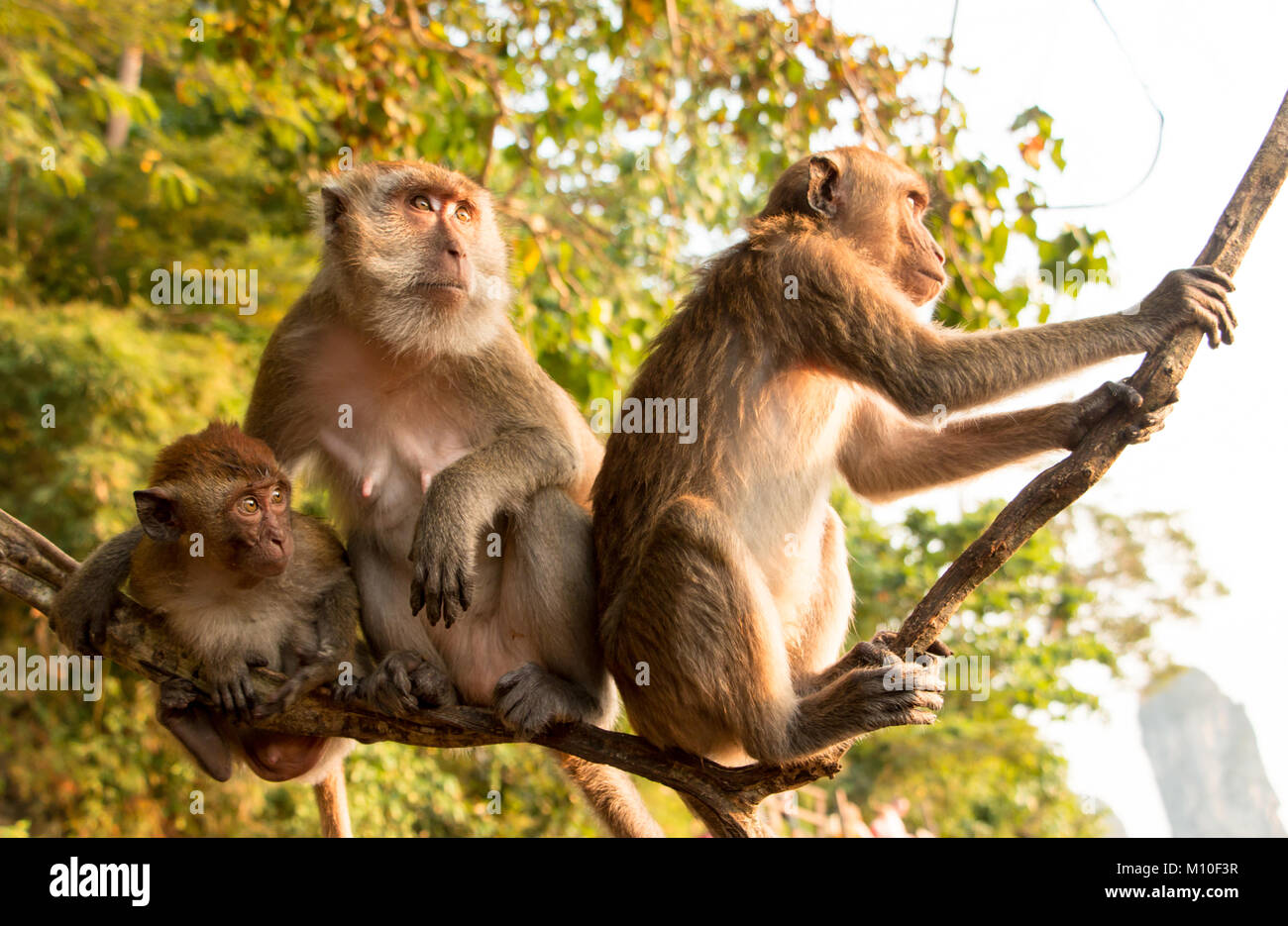 Monkey Family Sitting On A Tree Branch Looking Stock Photo - Alamy