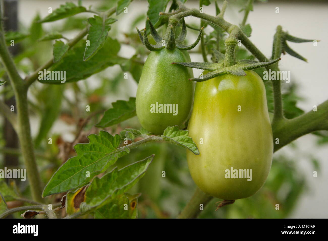 Roma Tomato beginning to ripen Stock Photo - Alamy
