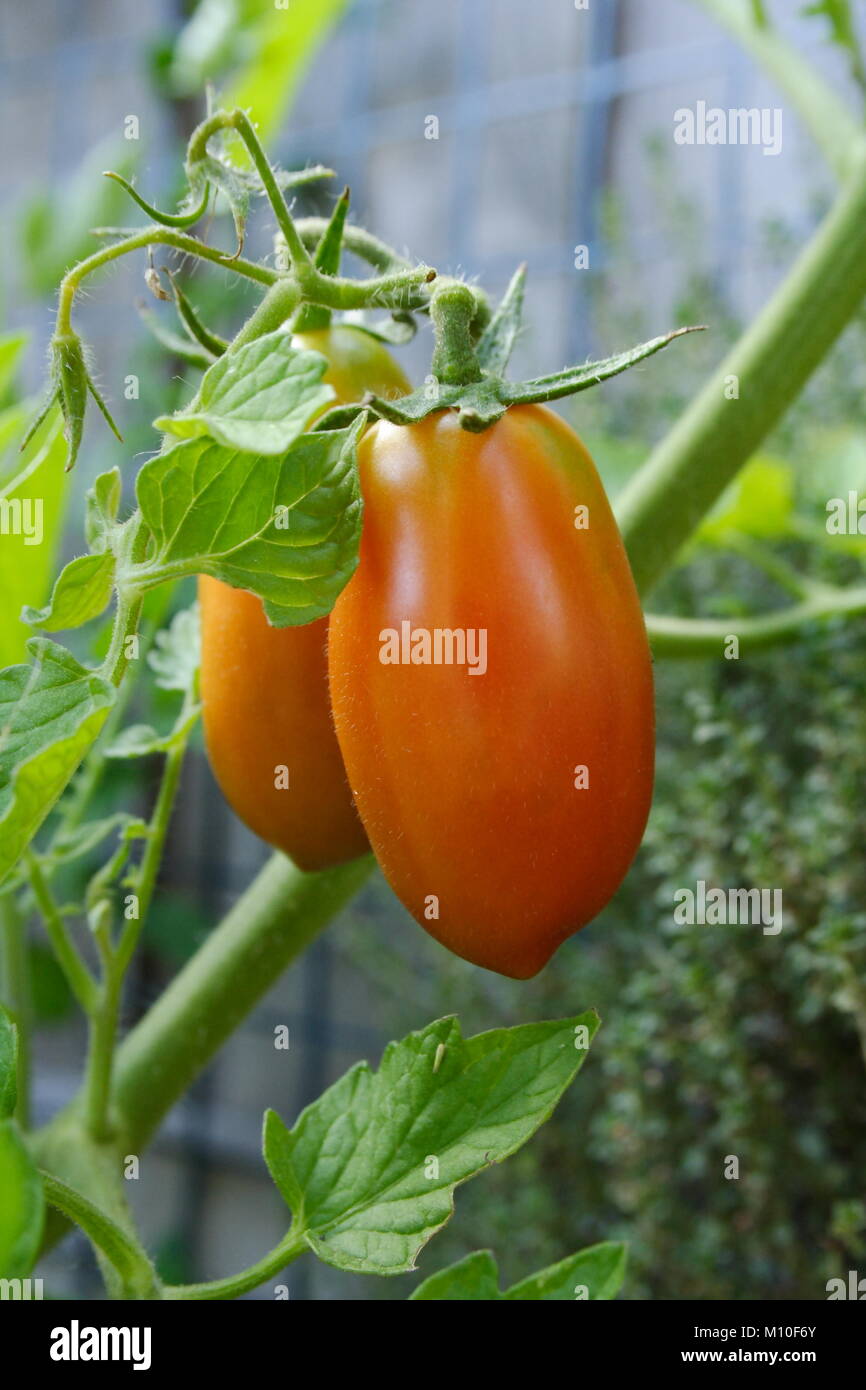 Roma tomato plant ripe green hi-res stock photography and images - Alamy