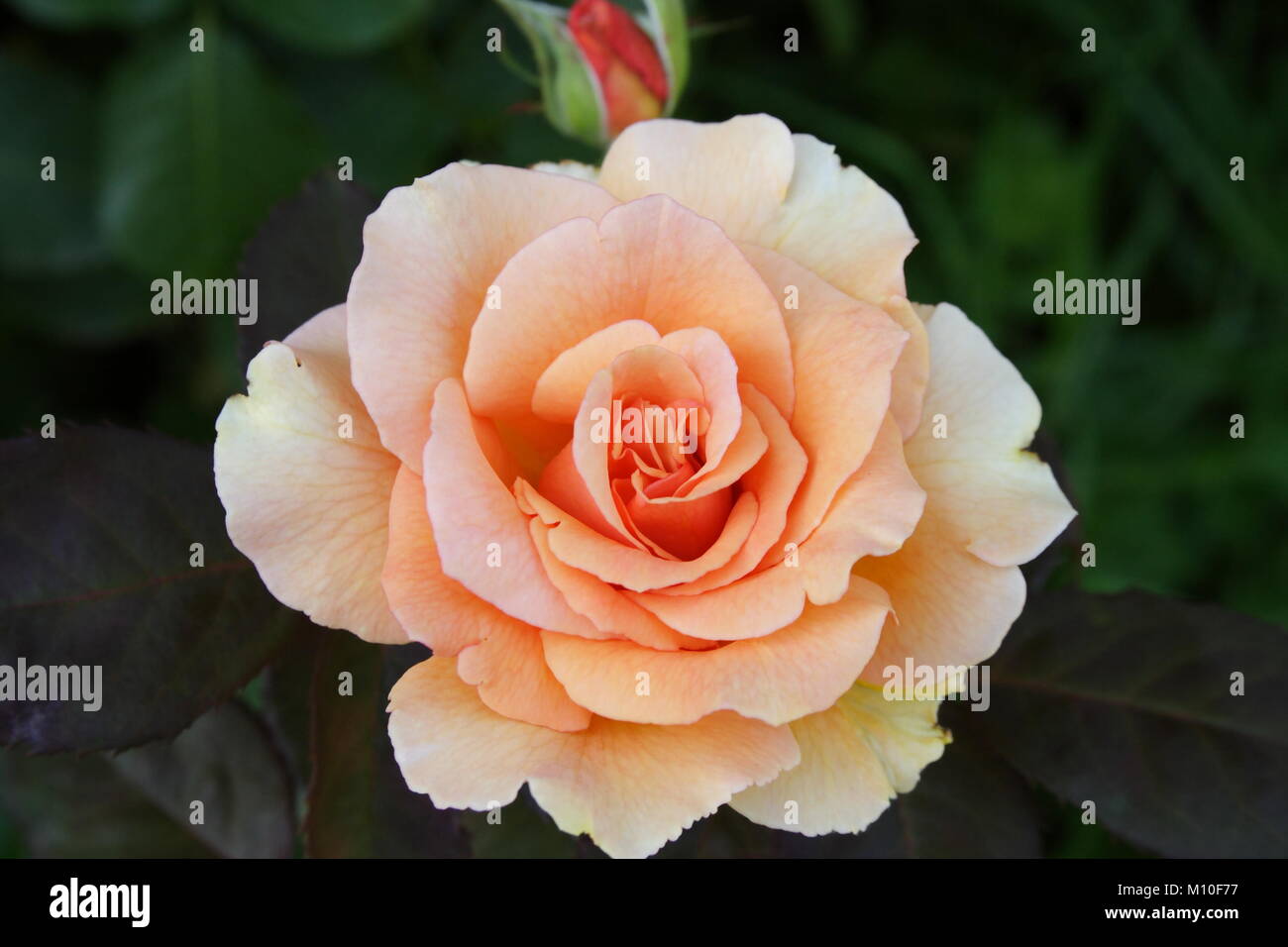 Just joey roses hi-res stock photography and images - Alamy