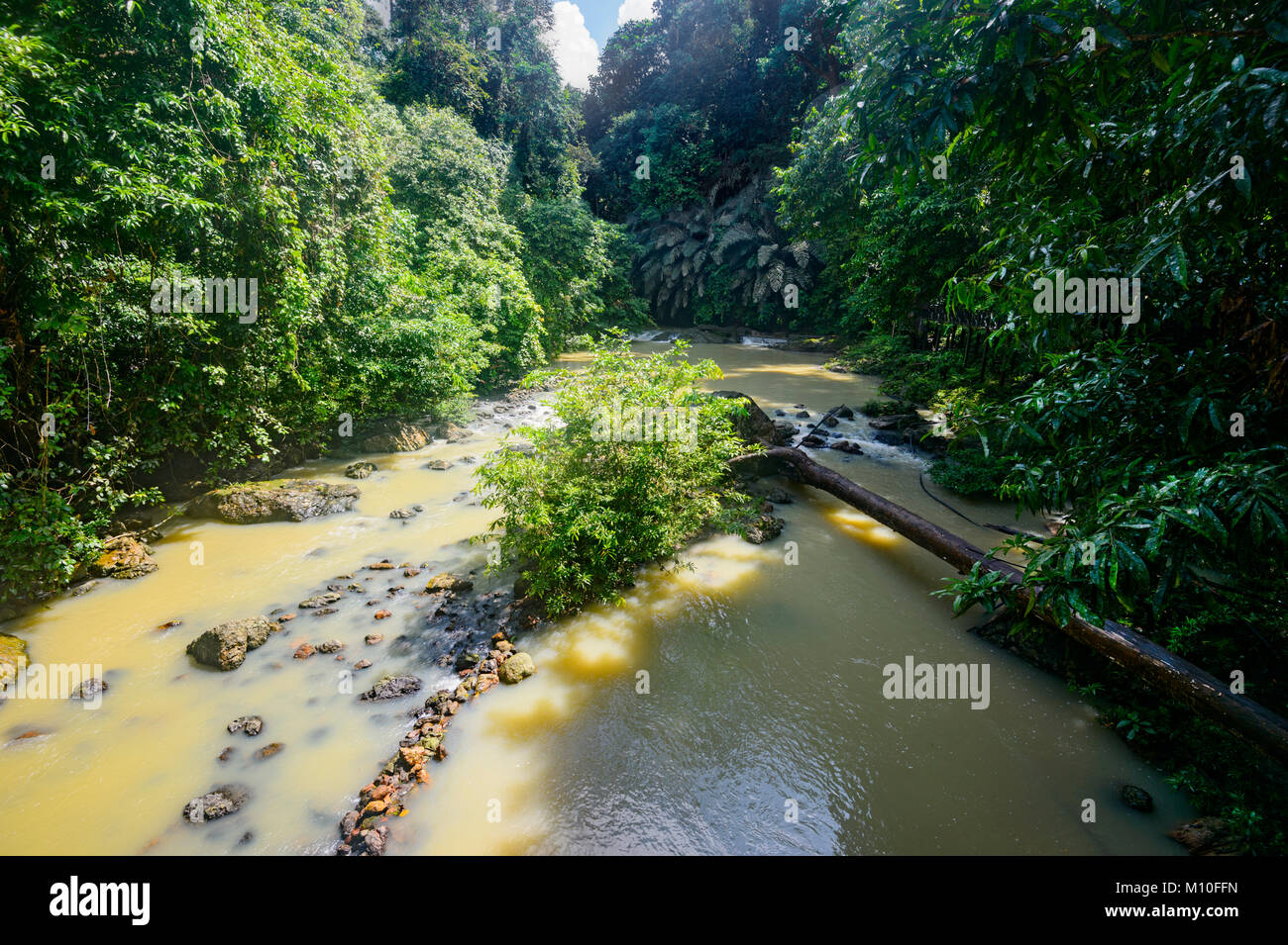 Muddy river running through primary rainforest, Tabin Wildlife Reserve ...