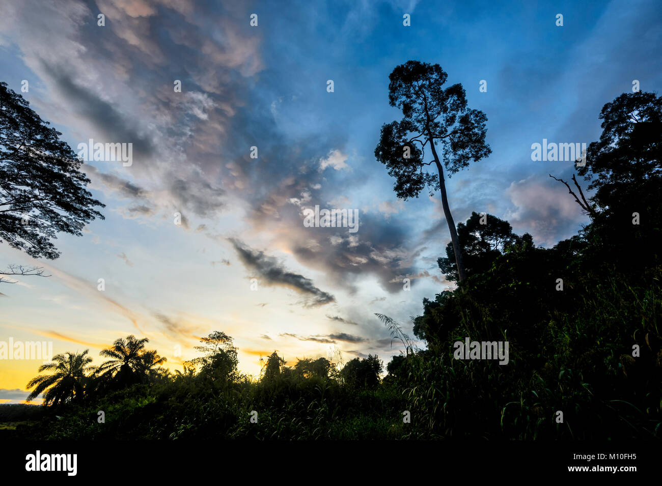 Spectacular sunset in Tabin Wildlife Reserve, Sabah, Borneo, Malaysia ...