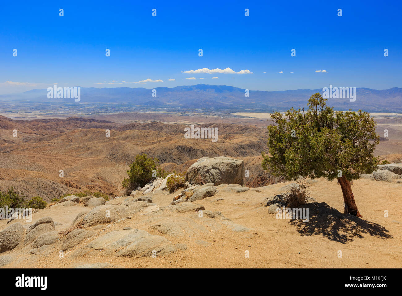 Landscape in Joshua Tree National Park, morning Stock Photo - Alamy