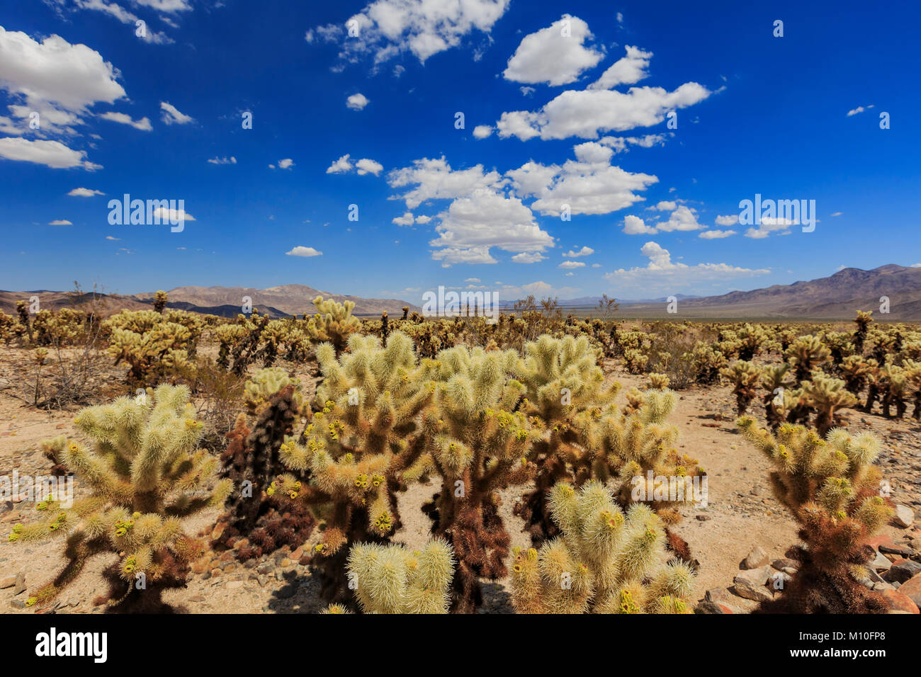 Morning view of the Cholla Cactus Garden in Joshua Tree National Park ...