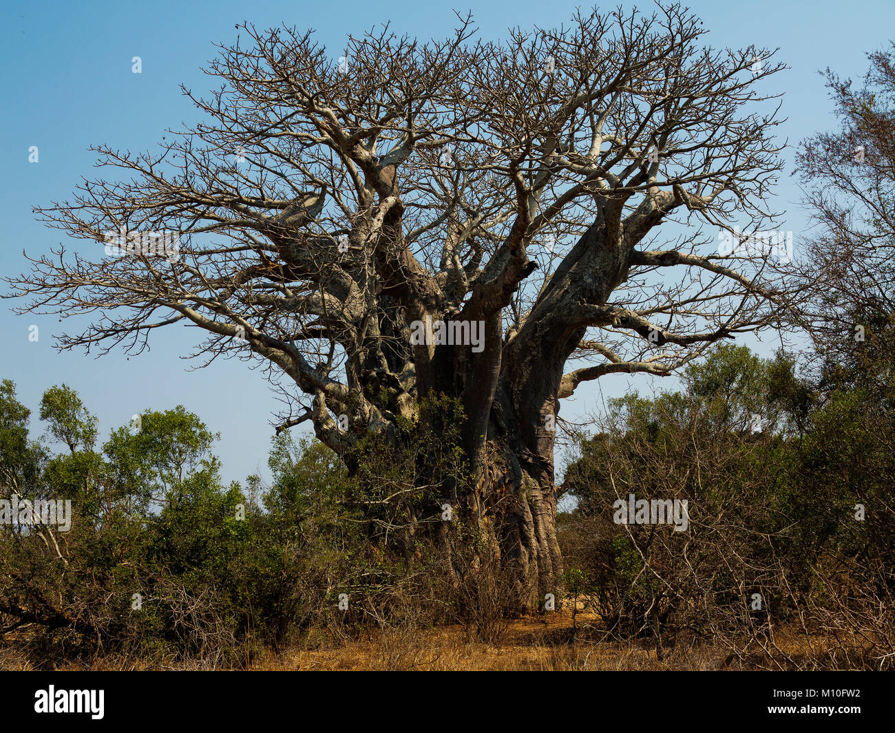 Big Baobab Tree at Kruger National Park, Couth Africa Stock Photo - Alamy