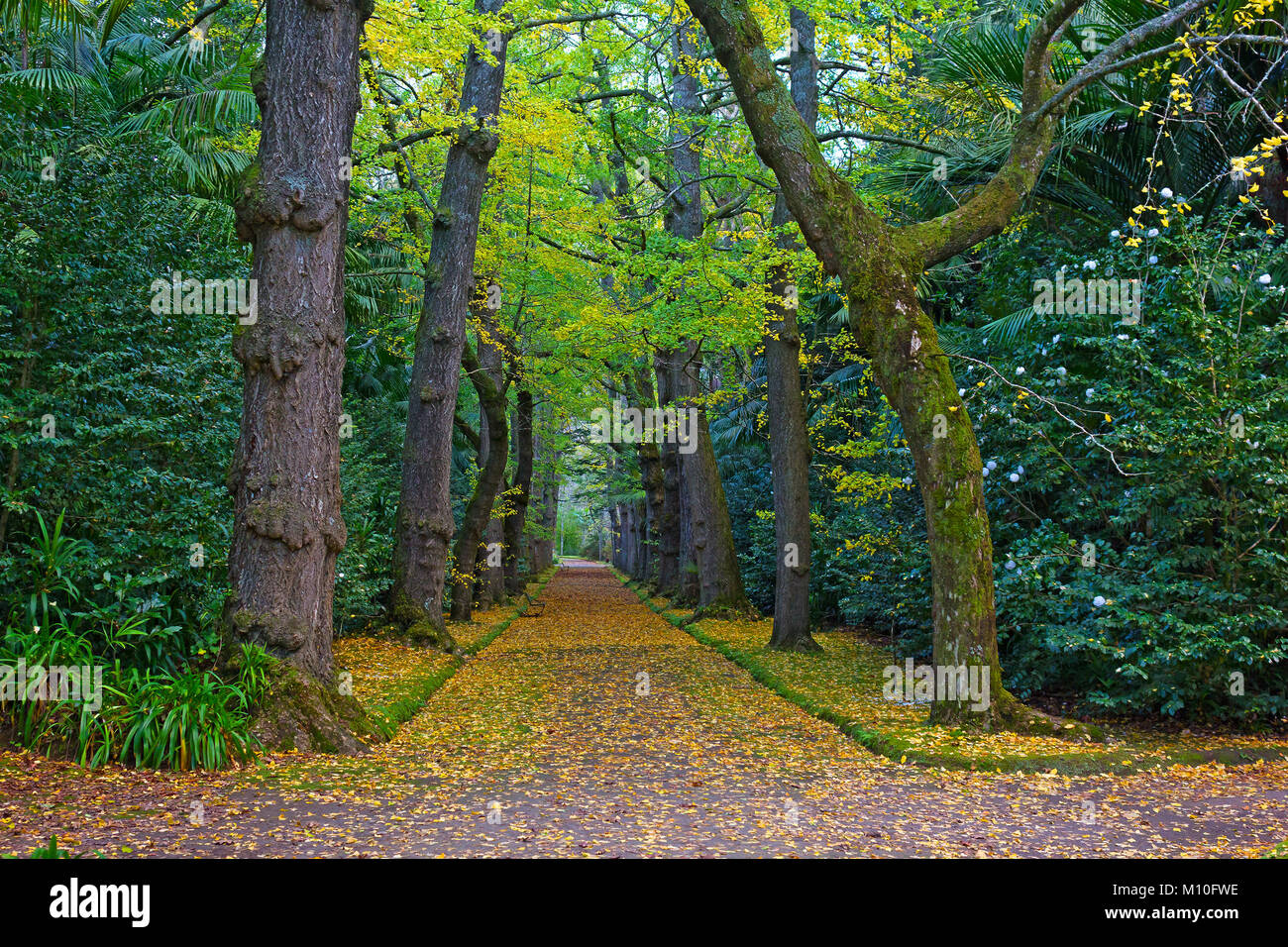 Alley in the park in autumn, Furnas, Azores, Portugal. Scenic pathway ...