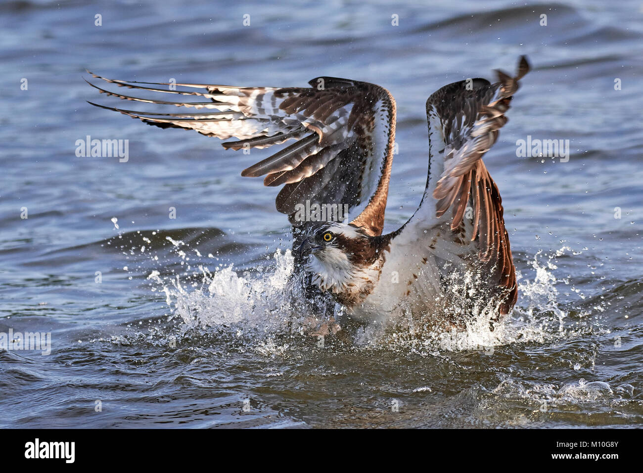 Osprey Diving High Resolution Stock Photography and Images - Alamy