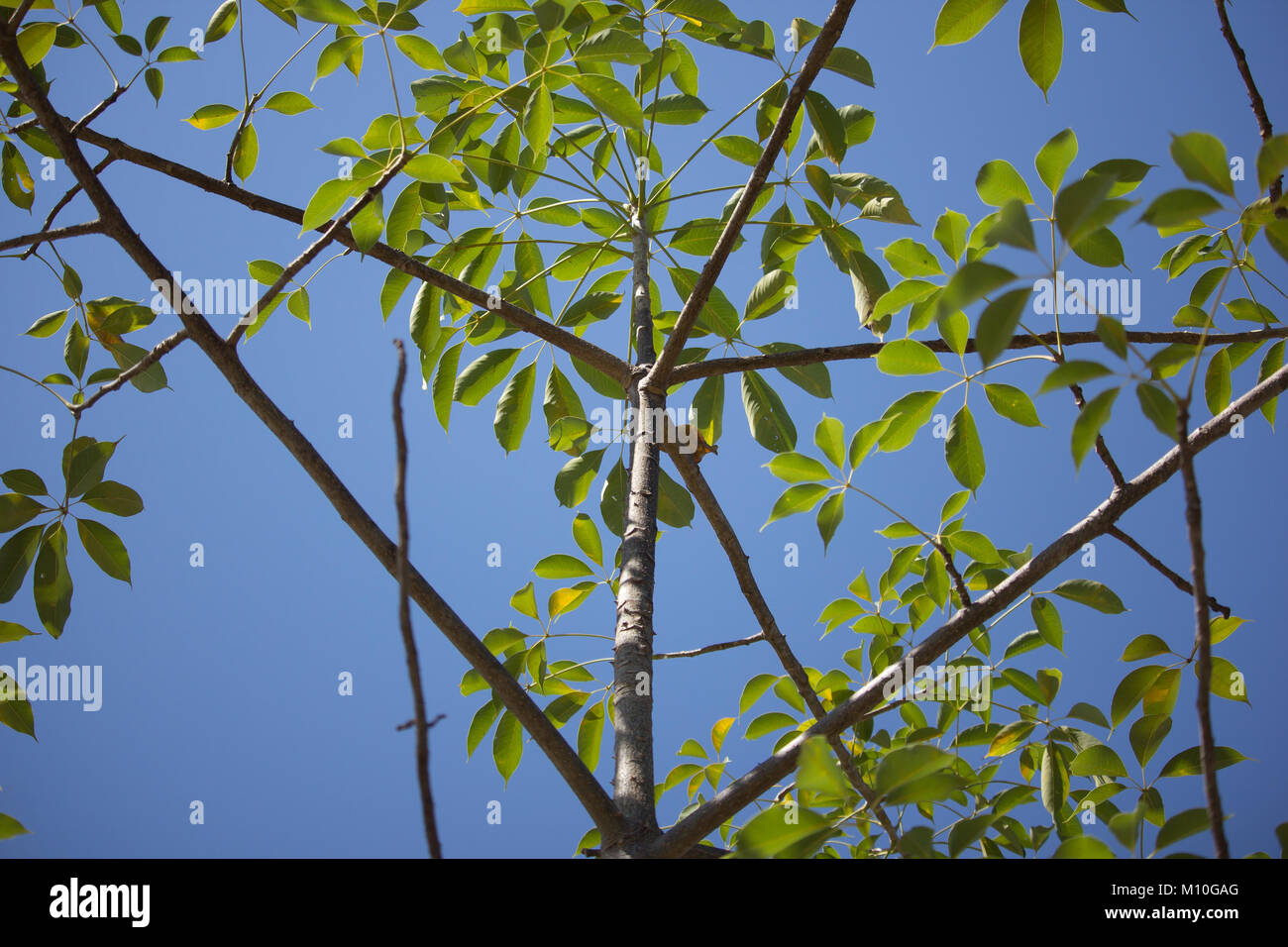 Leaf of Bombax ceiba tree with blue sky background Stock Photo - Alamy