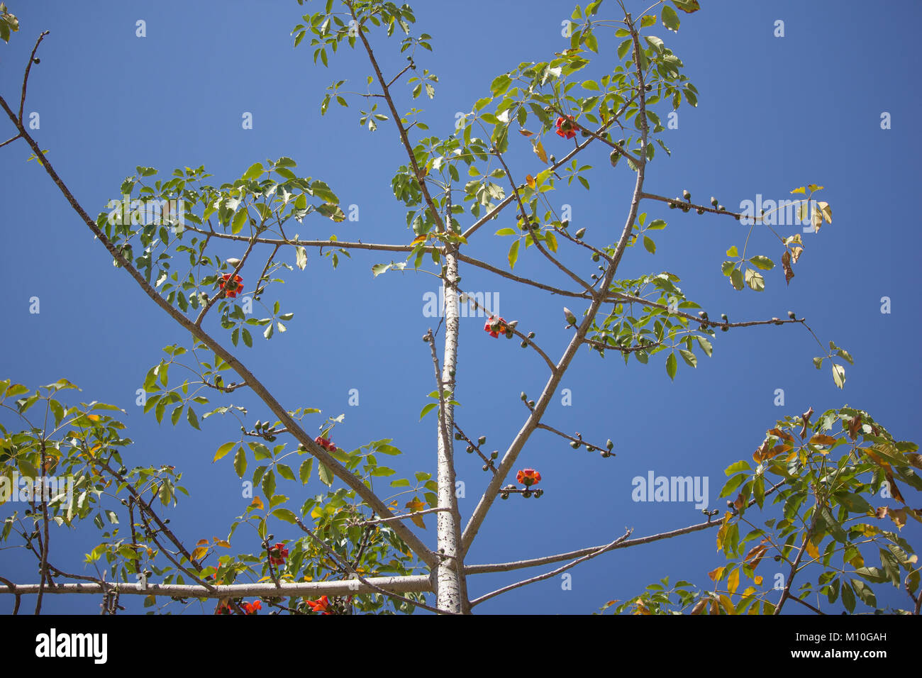 Leaf of Bombax ceiba tree with blue sky background Stock Photo - Alamy