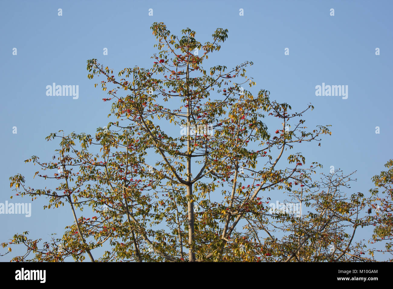 Leaf of Bombax ceiba tree with blue sky background Stock Photo - Alamy