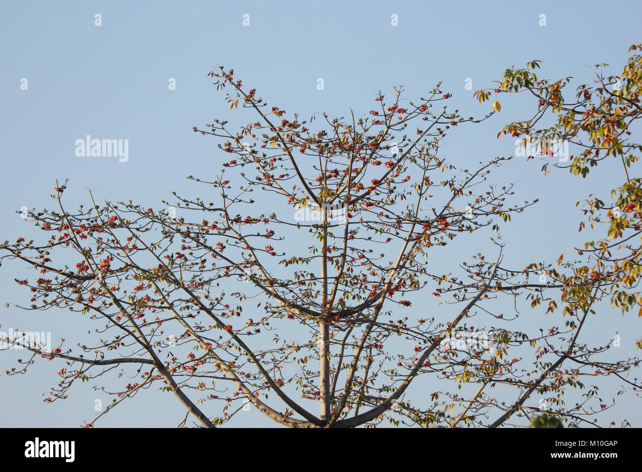 Leaf of Bombax ceiba tree with blue sky background Stock Photo - Alamy