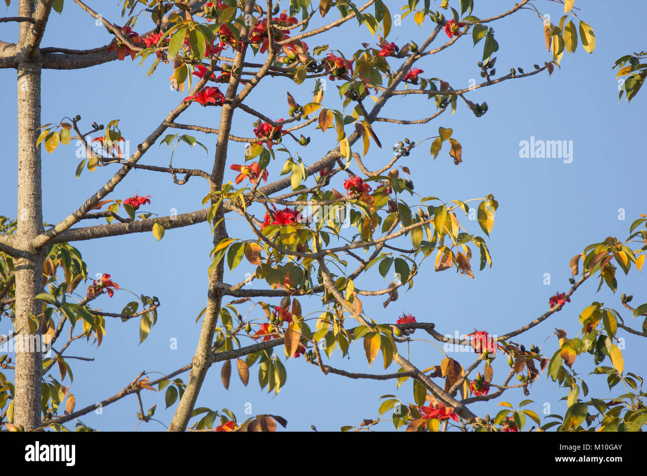 Leaf of Bombax ceiba tree with blue sky background Stock Photo - Alamy
