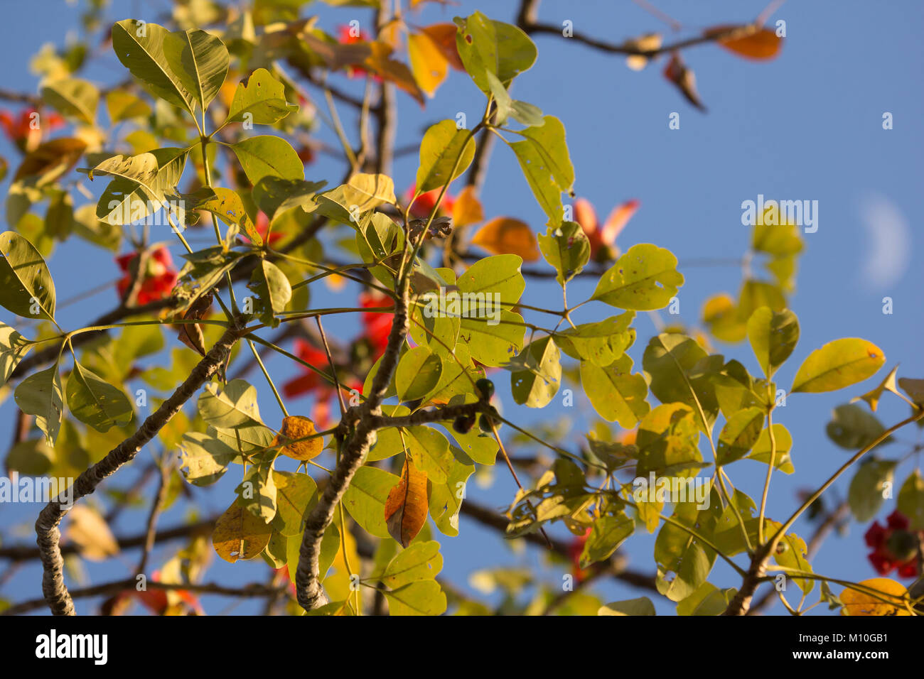 Leaf of Bombax ceiba tree with blue sky background Stock Photo - Alamy
