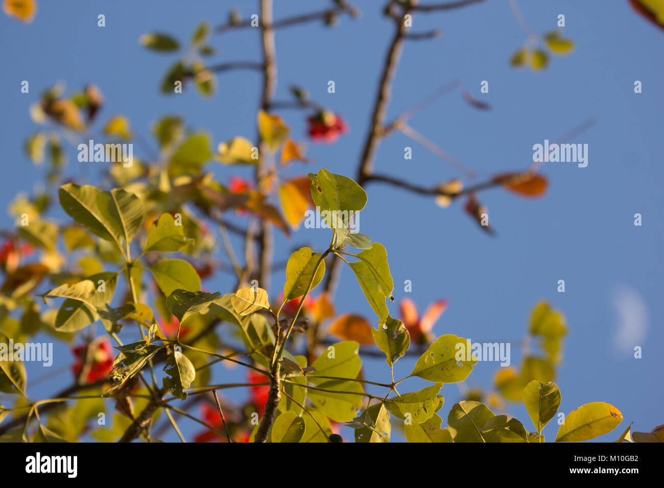 Leaf of Bombax ceiba tree with blue sky background Stock Photo - Alamy