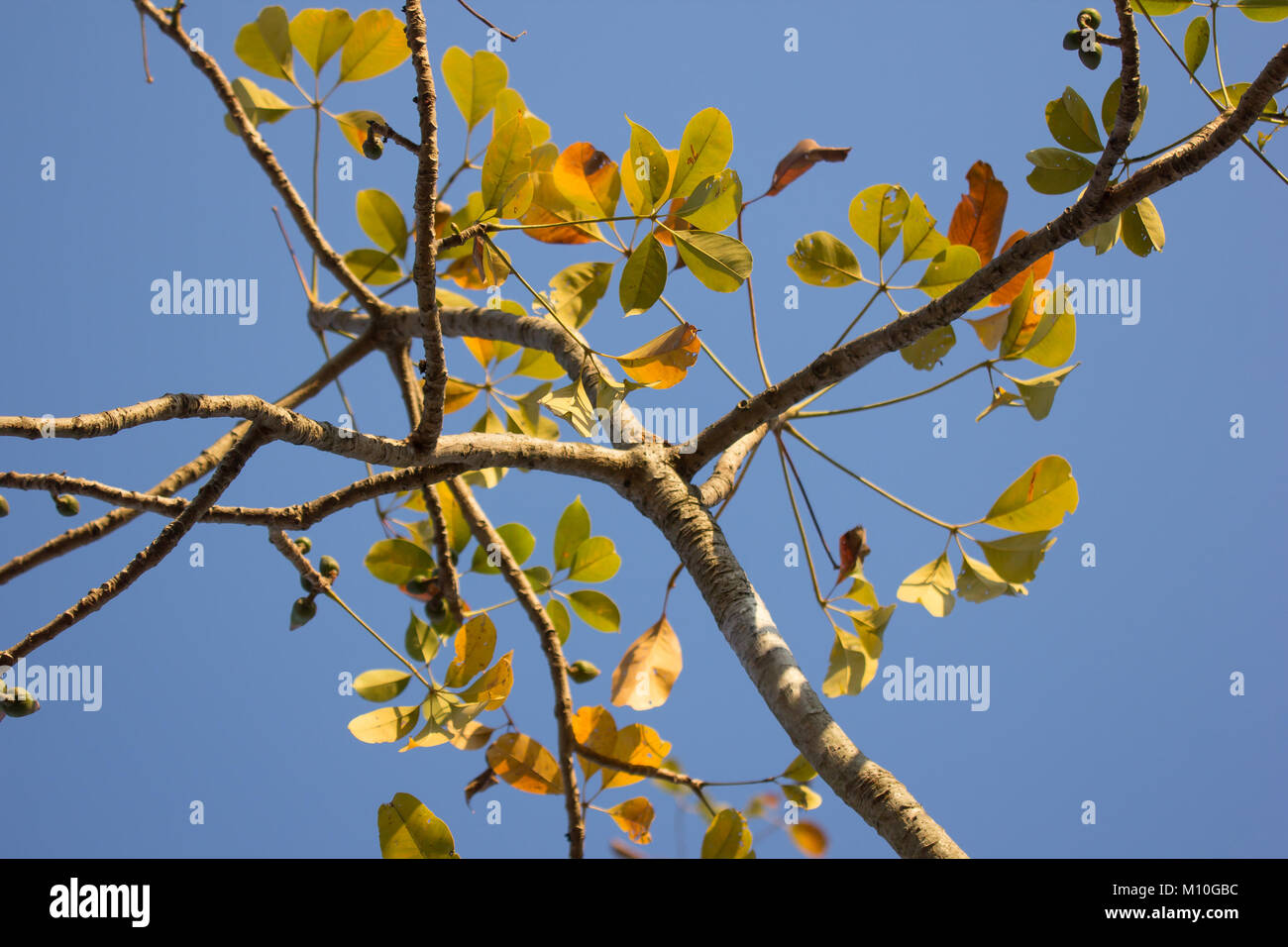 Leaf of Bombax ceiba tree with blue sky background Stock Photo - Alamy