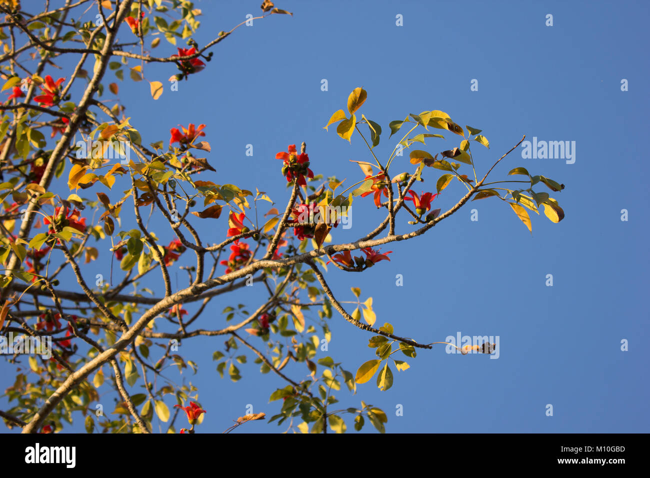 Leaf of Bombax ceiba tree with blue sky background Stock Photo - Alamy