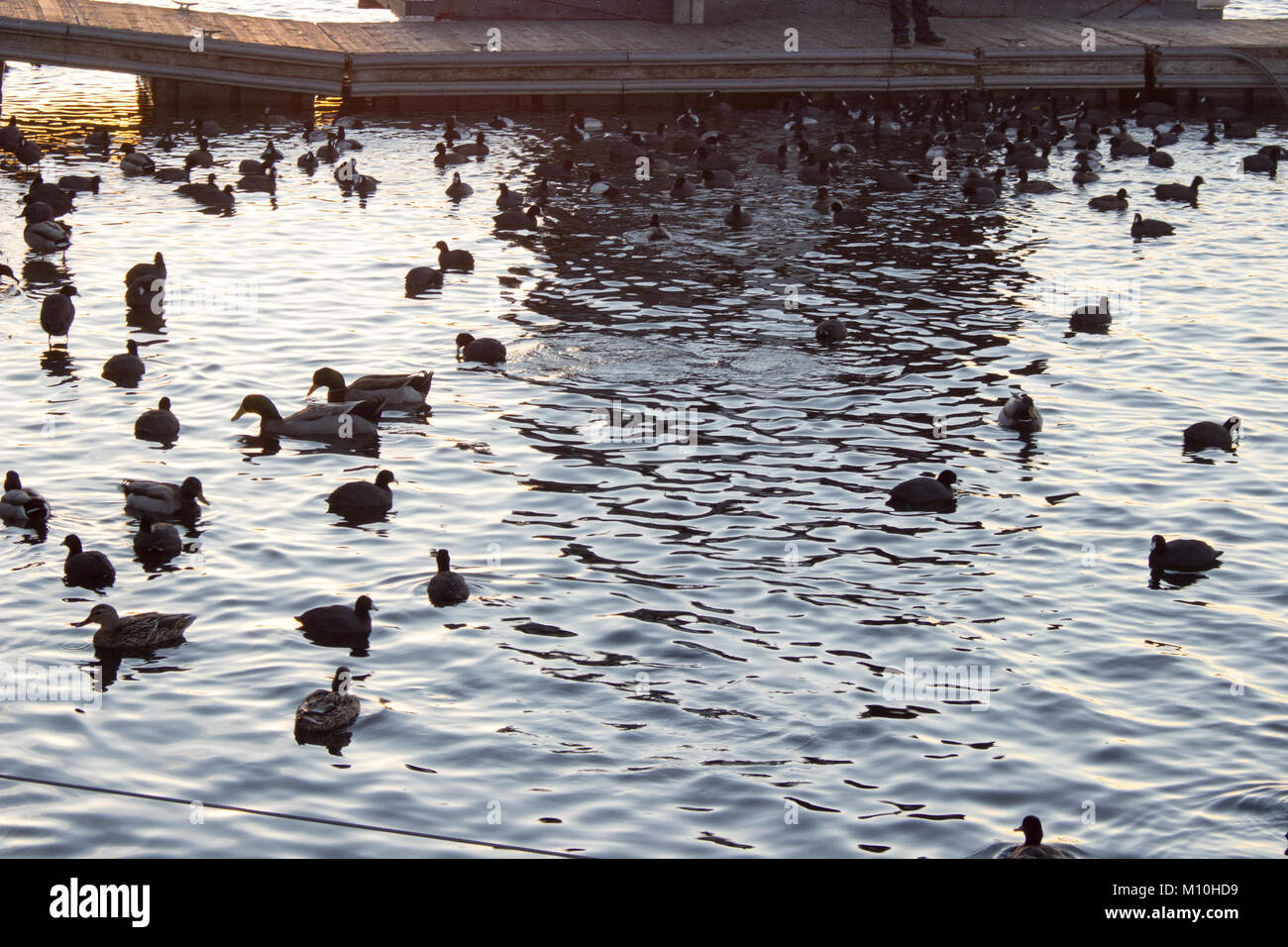 Ducks dawn hi-res stock photography and images - Alamy