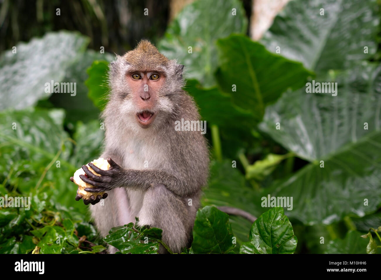 Monkey eat hi-res stock photography and images - Alamy