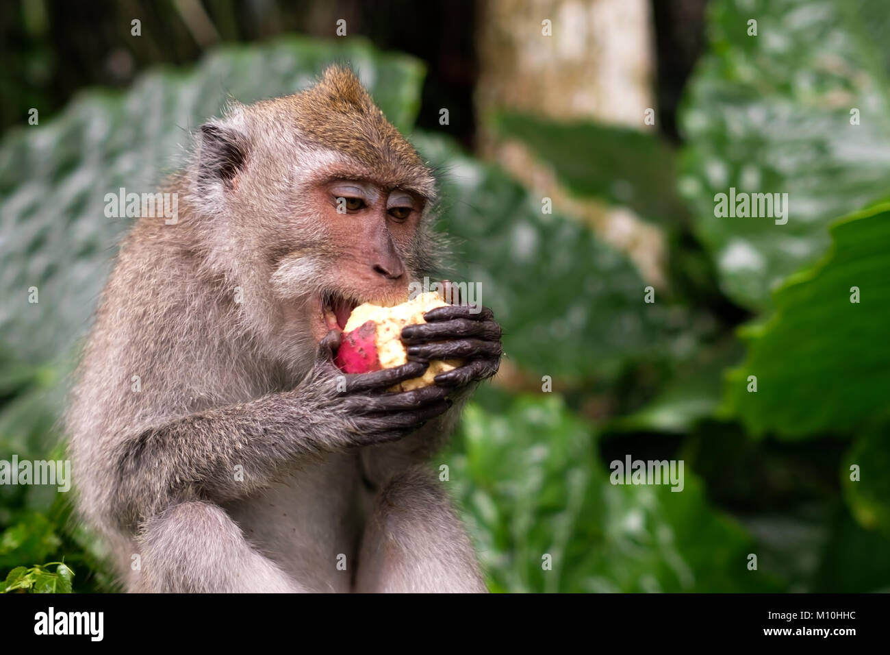 Young Macaque Monkey eat Stock Photo - Alamy