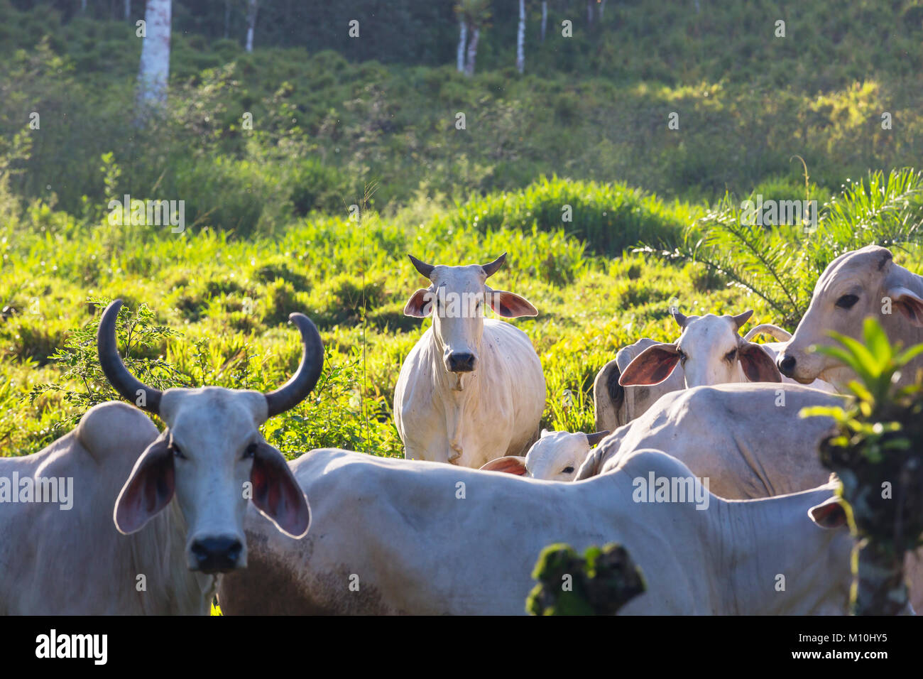 Cattle farm costa rica hi-res stock photography and images - Alamy