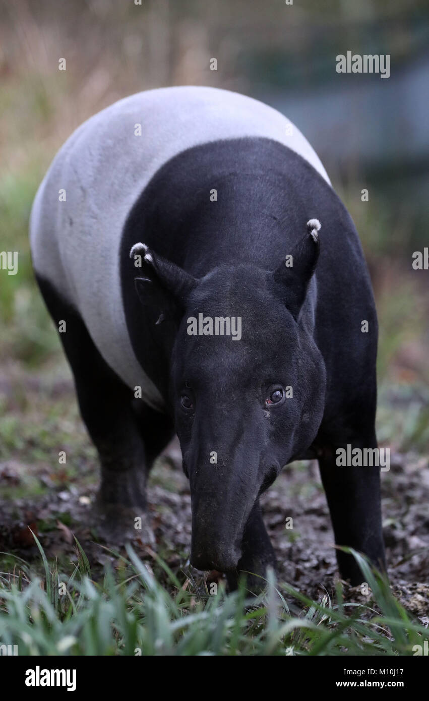 Kingut the Malayan Tapir celebrates his 40th birthday in his enclosure ...