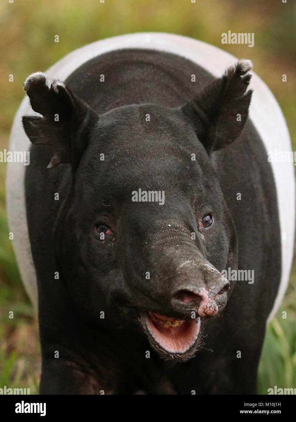 Kingut the Malayan Tapir celebrates his 40th birthday in his enclosure ...